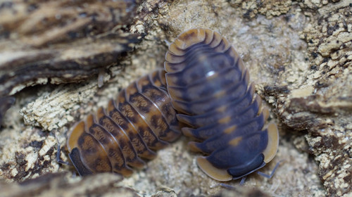 Cubaris Red Tiger | Isopod Source