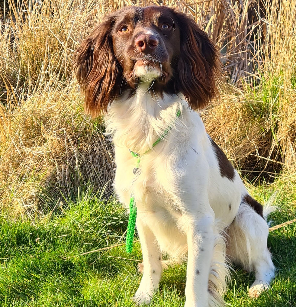 Leads & Collars | Field and Fireside