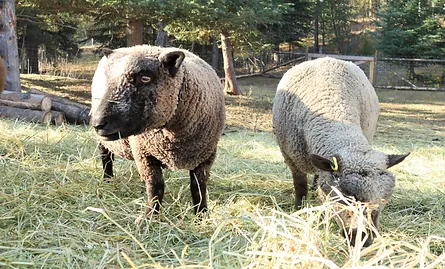 Goat and Sheep Farm in the Cariboo Region | Harper Valley Farm | FH ...