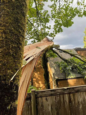 Dangerous Trees in North Vancouver Lower Mainland | Dangerous Tree ...
