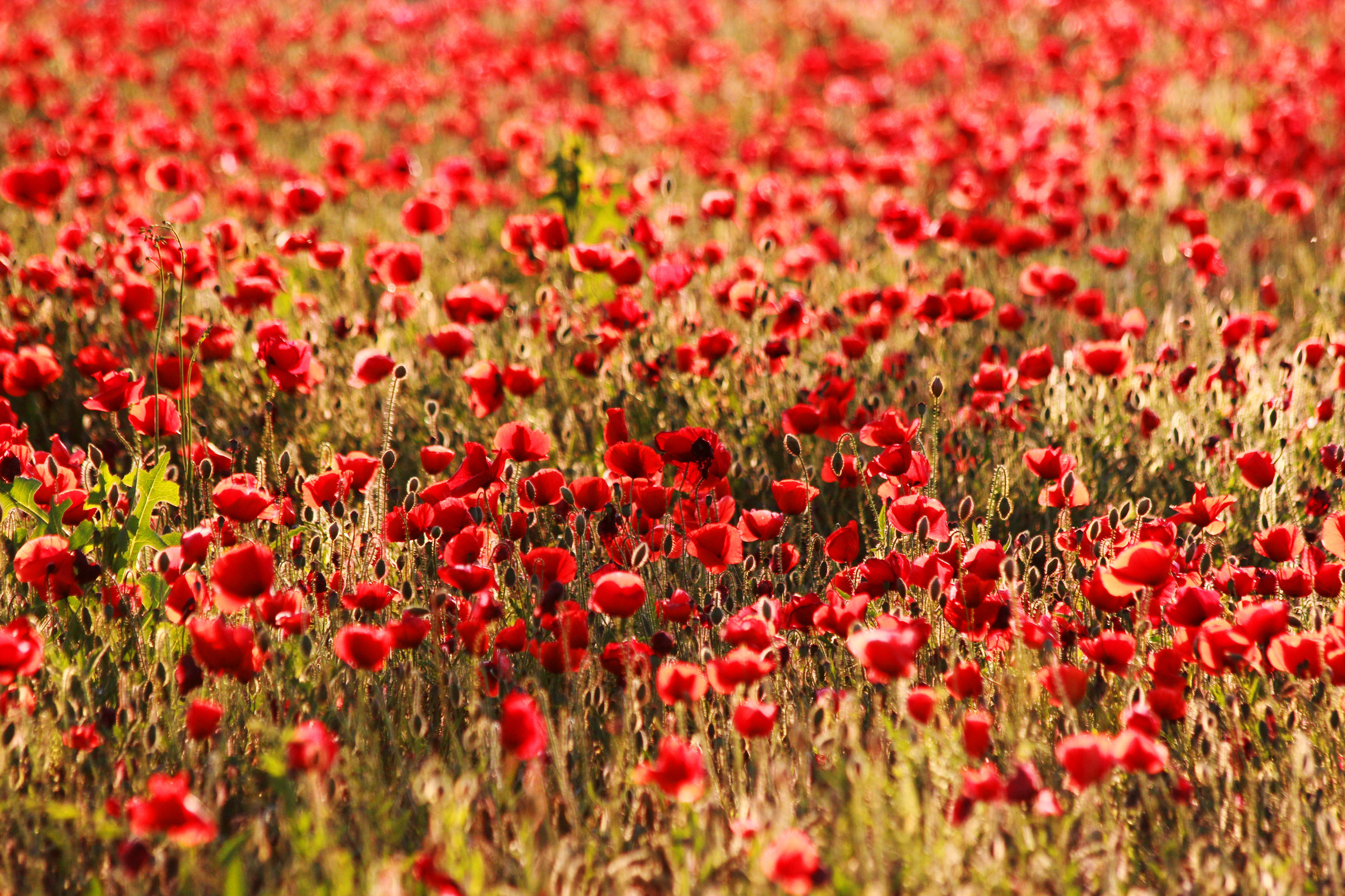 Csodálatos pipacs fotók | ERRE-ARRA fotós ajánló