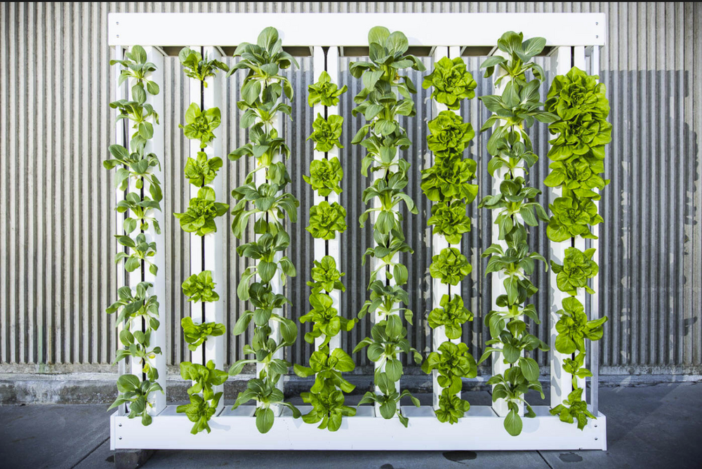 5 BENEFITS OF VERTICAL FARMING: THE FUTURE OF AGRICULTURE? | Urban ...