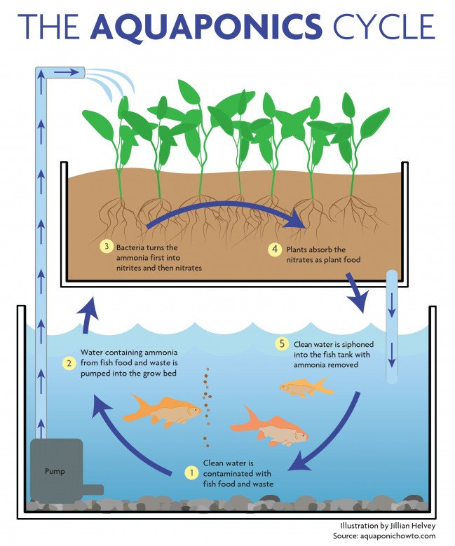 Nutrients & Bio-filters In Aquaponics. A Quick Guide! | Urban Green ...