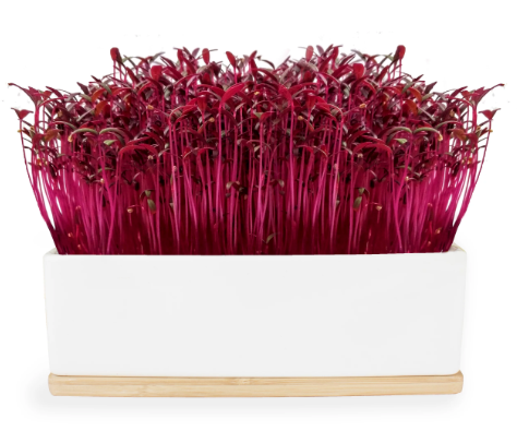 Sprouts Mini Garden Kit | Urban Green Farms | South Yarra | Australia