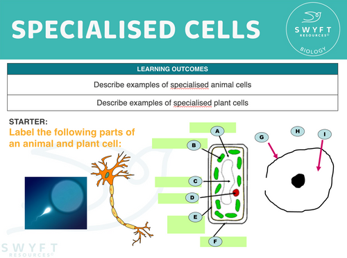 SPECIALISED CELLS (CELLS) | Swyft resources
