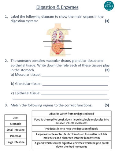 FREE Digestion and Enzymes Homework & Mark Scheme | Swyft resources