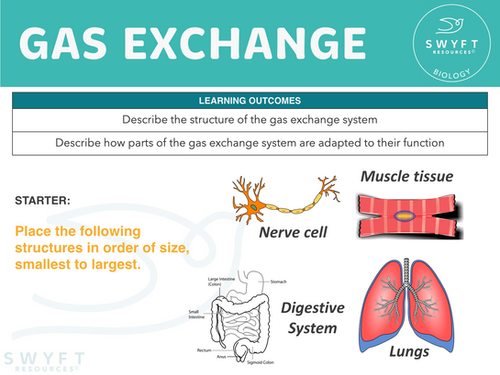 GAS EXCHANGE (BODY SYSTEMS) | Swyft resources