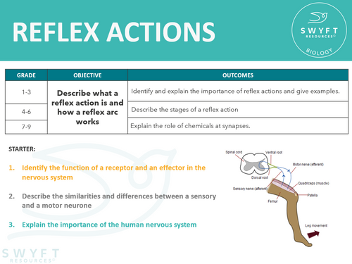 REFLEX ACTIONS - HOMEOSTASIS | Swyft resources