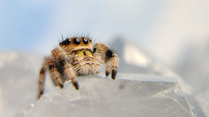 Spiderling Care Guide | Jumping Spiders Salt