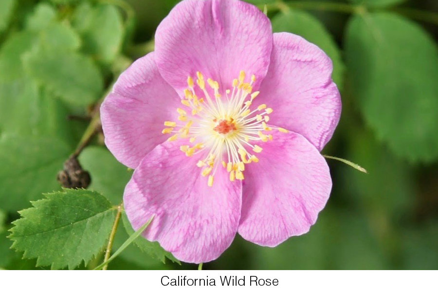 GOING WILD WITH NATIVES: A Rose is a Rose…