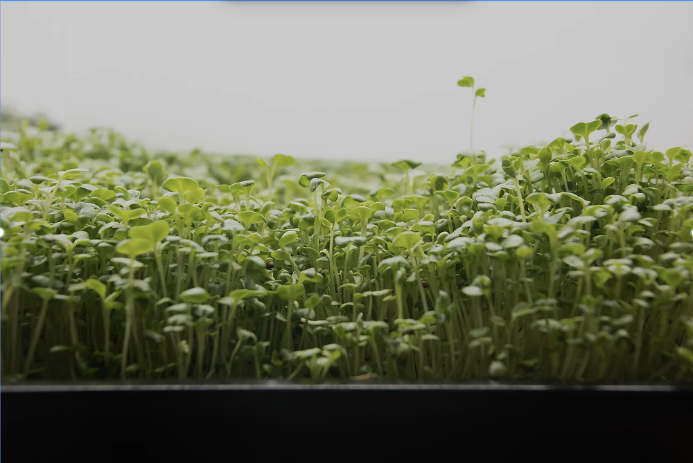 JULY 2024 MEETING REPORT: Growing Microgreens, With Andrew Keener ...