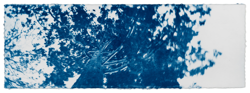 "Under the Tree" Original Cyanotype | Kyano Studio