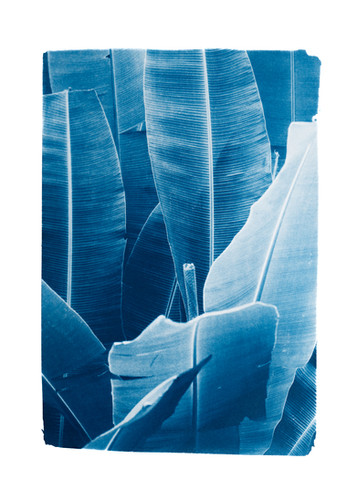 "Banana trees" Original Cyanotype | Kyano Studio