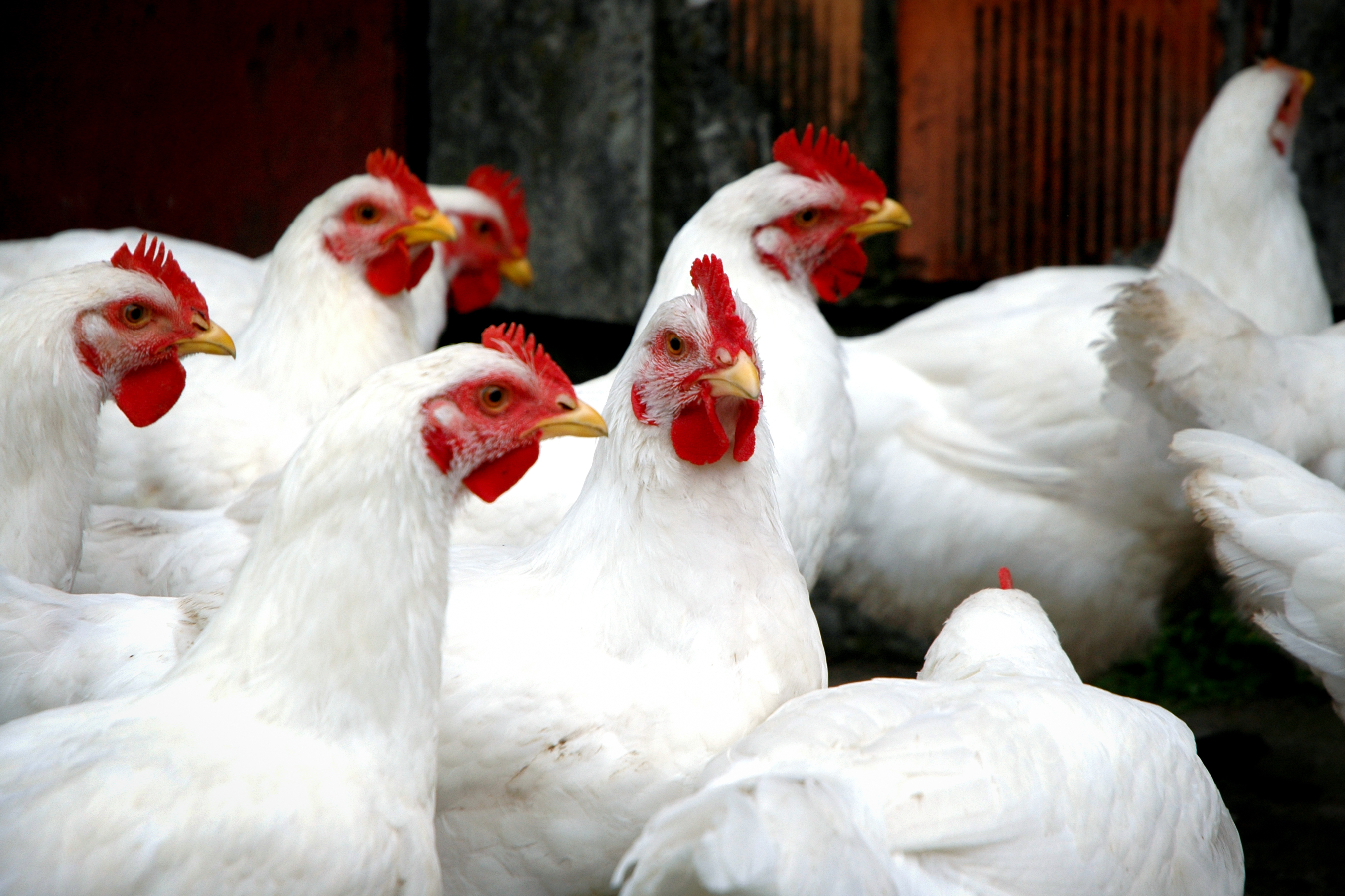 About Us - Frank Bird Poultry Ltd