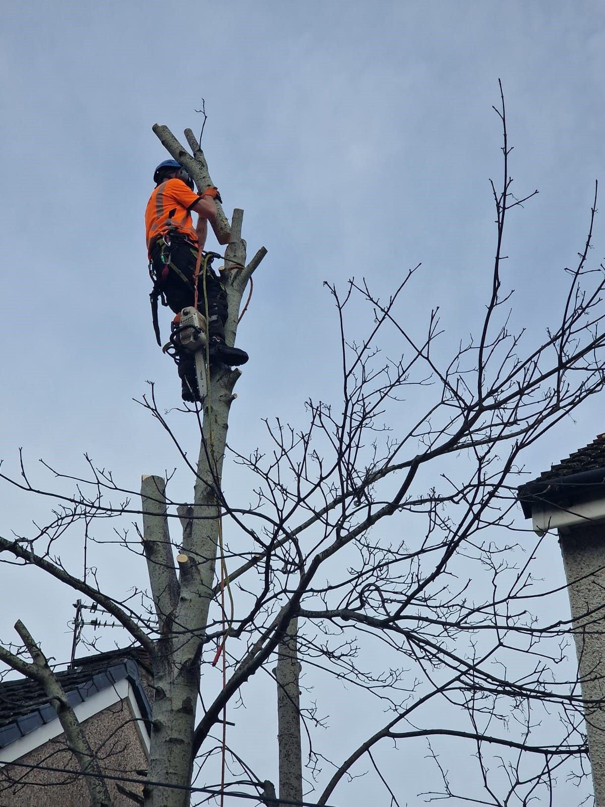 How We Tackled a Busy Tree Removal at Beltrees Avenue
