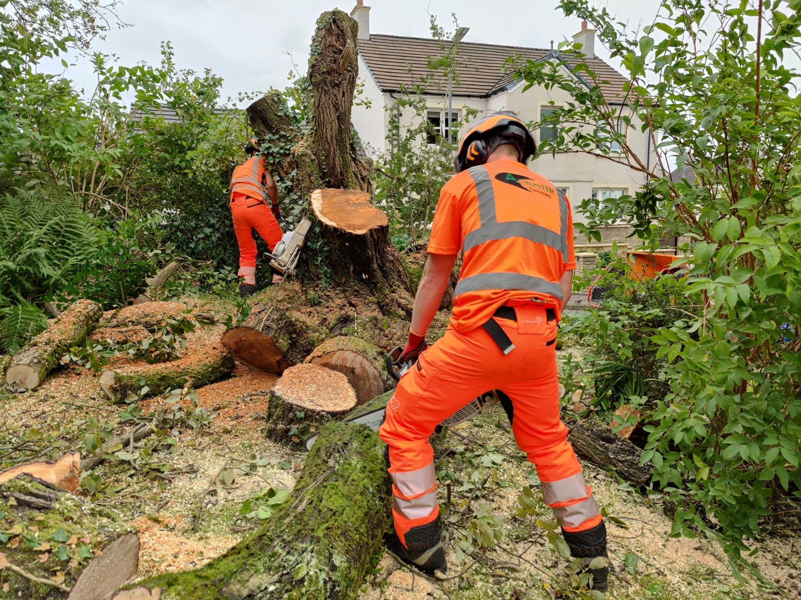 Duntocher West Dunbartonshire Tree Removal