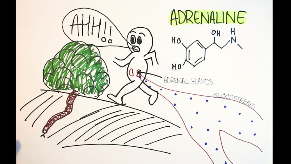 How does adrenaline work?
