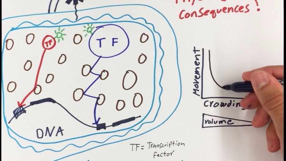 Macromolecular Crowding in Cells