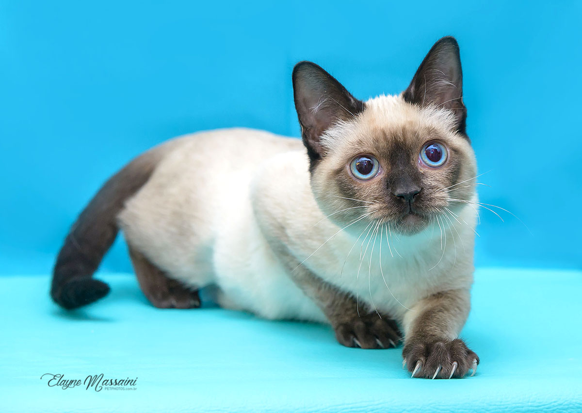 Fotografo de Gatos | São Paulo | Pet Photos