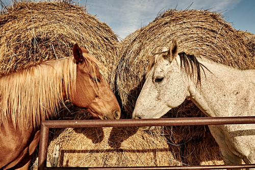 Spade Ranch Horses | No Boring Walls