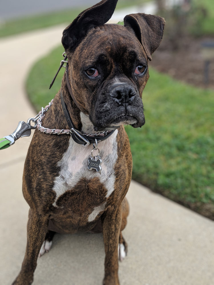 Coco | Boxer | 4 Years Old | Lakewood | In Training
