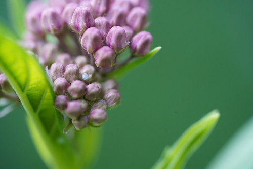Host Plants | Pollinator Garden
