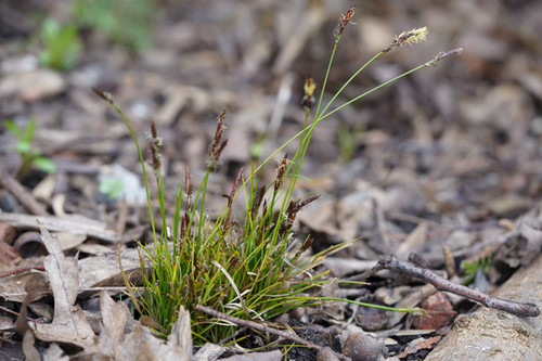 Oak Sedge, Carex pensylvanica | Cliffcrest Butterfly