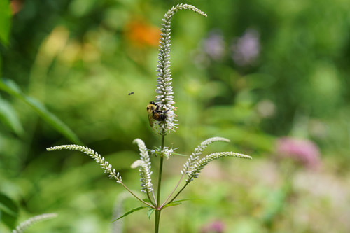 Culver's Root, Veronicastrum virginicum | Pollinator Garden