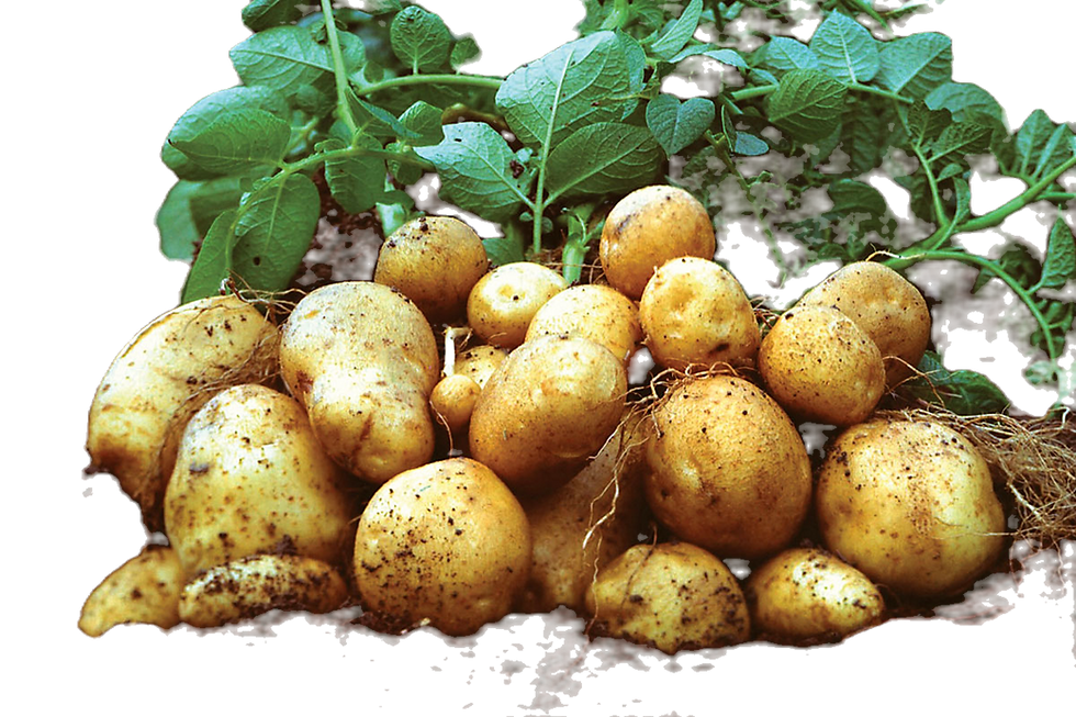 Chinese Potato | Happyframdubai