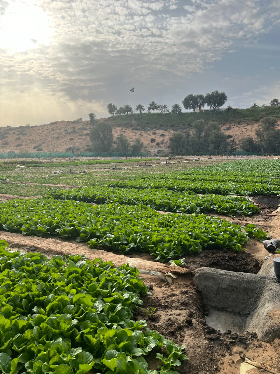 HappyFarmDubai | fresh vegetables | Nazwa - Sharjah - United Arab Emirates
