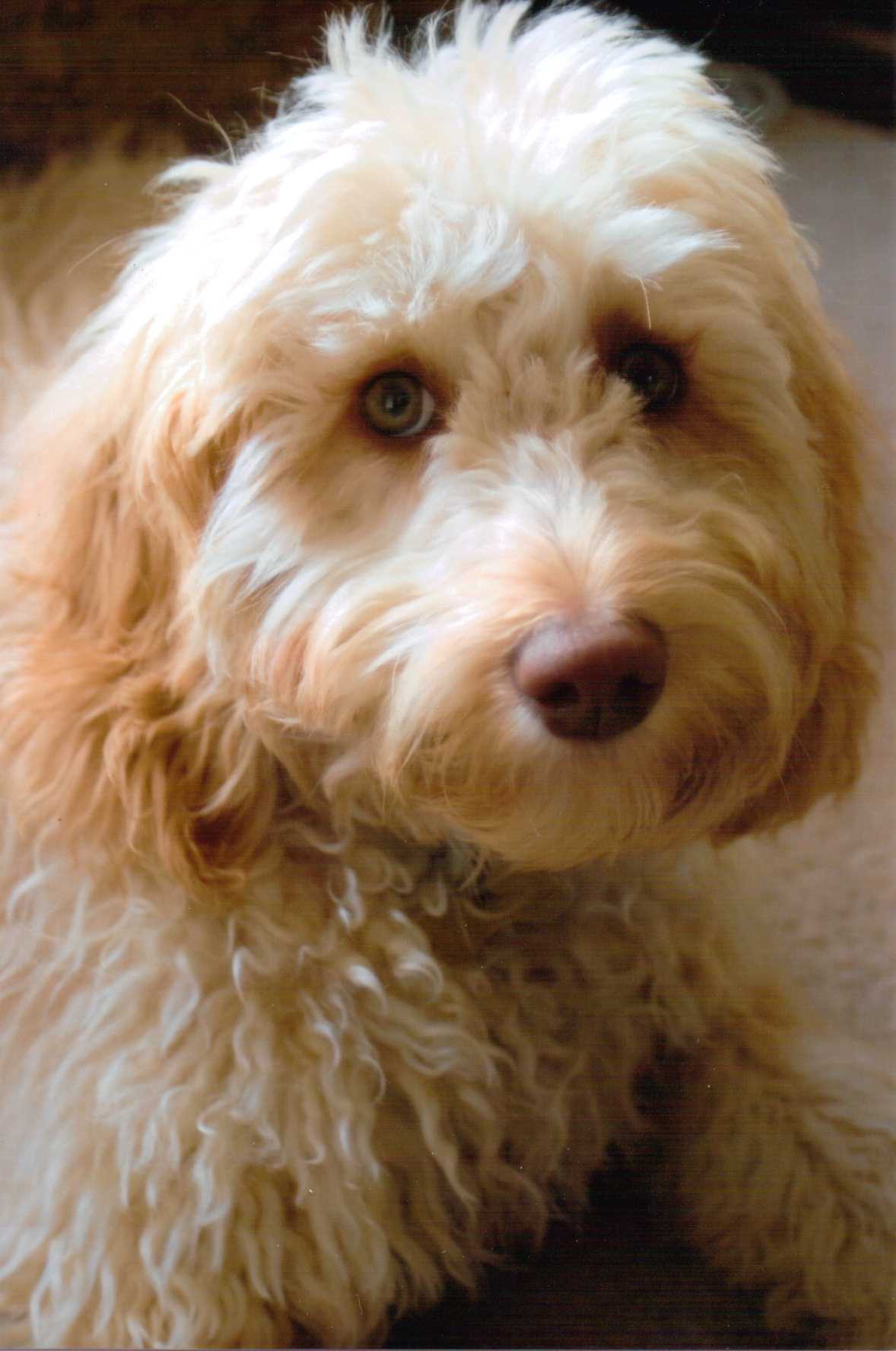 Reserving Labradoodle puppies