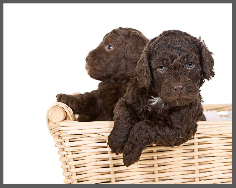 Reserving Labradoodle puppies
