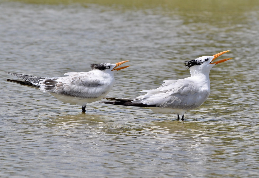 Seeschwalben Sternidae | Unsere Vogelwelt