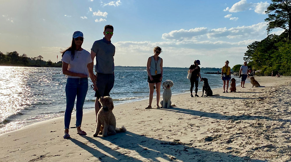 Balanced Dog Training: Finding Harmony in Virginia Beach