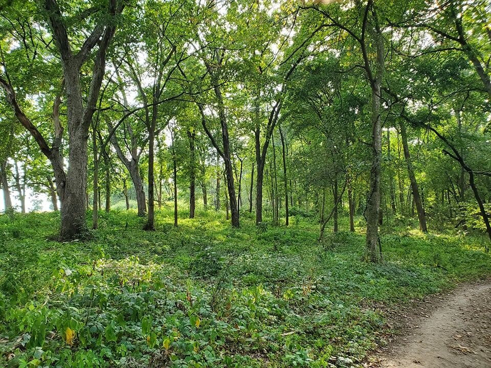R. Robert Funderburg | Winnebago Forest