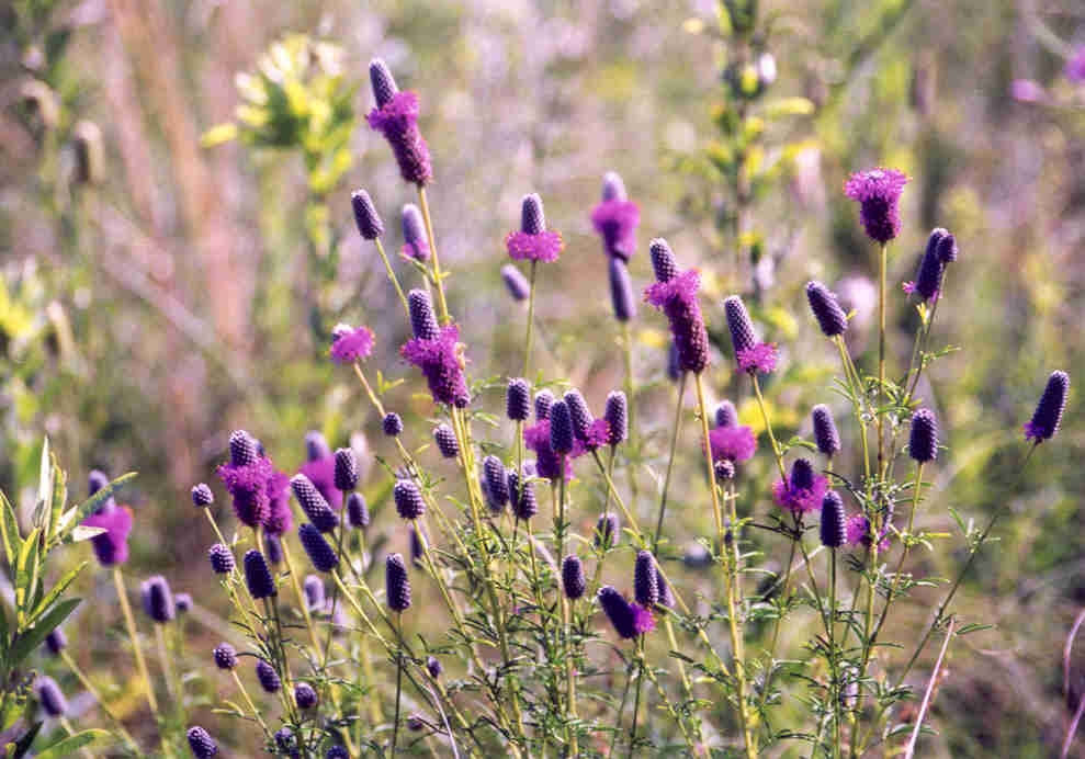 Sugar River Alder | Winnebago Forest