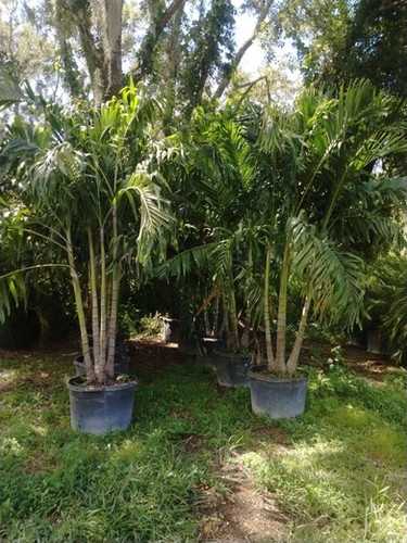 Christmas palms multiple trunk | Pristine Palms