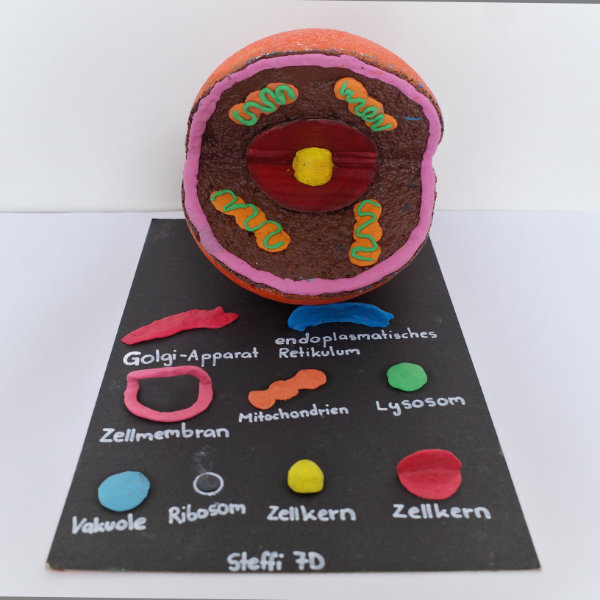 Styrofoam, cardboard, and clay: Grade 7D's Homemade Cells