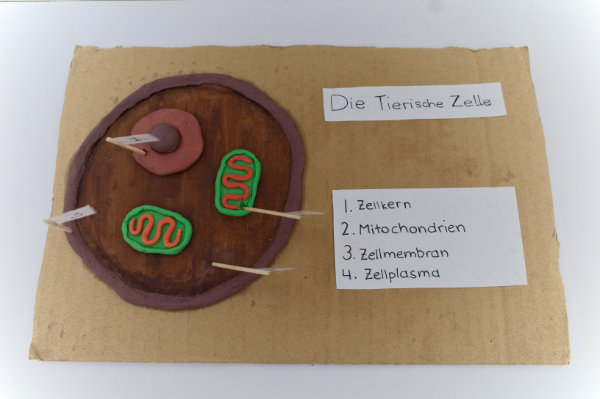 Styrofoam, cardboard, and clay: Grade 7D's Homemade Cells
