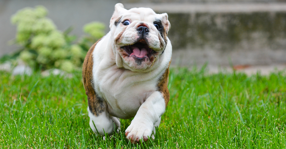 Breed Spotlight: English Bulldog