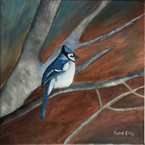 Bluejay (original oil painting) | June Ellis Artist