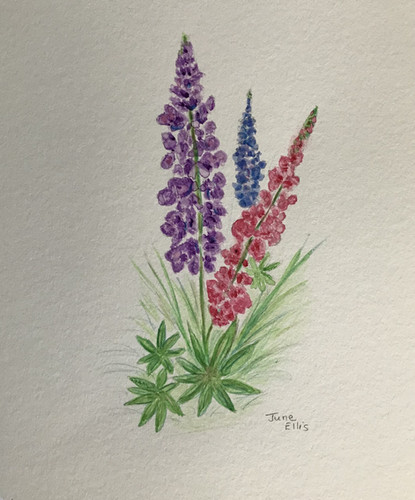 Lupin - Watercolor | June Ellis Artist