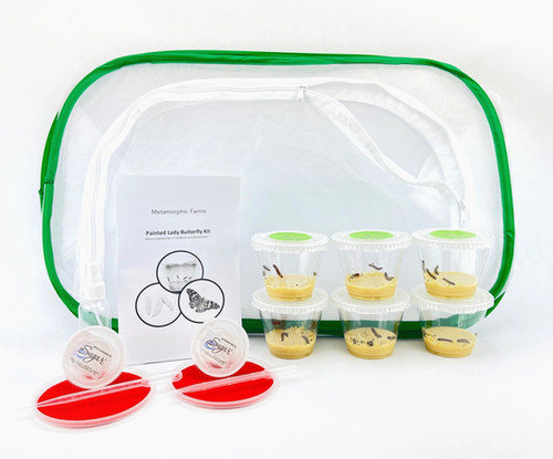Large Butterfly Kit - 24 Caterpillars | Metamorphic Farms