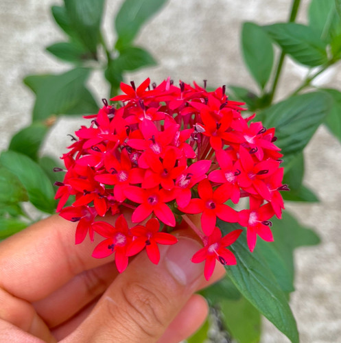 Pentas - Red Heirloom | Metamorphic Farms