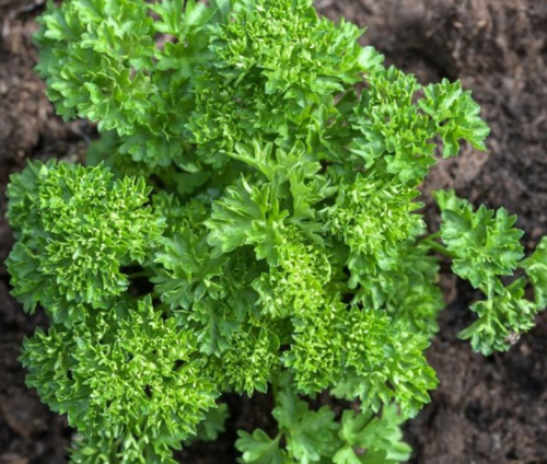 Parsley - Triple Curled | Metamorphic Farms