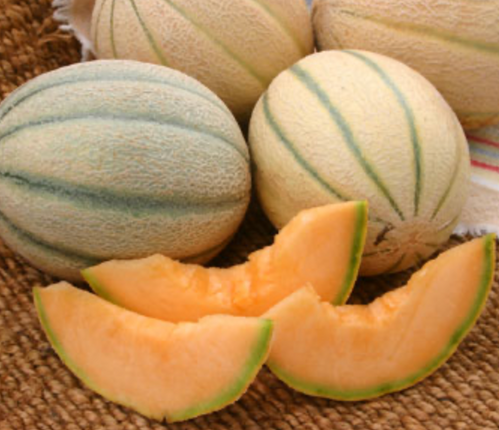 Squash - Cantaloupe Honey Rock | Metamorphic Farms