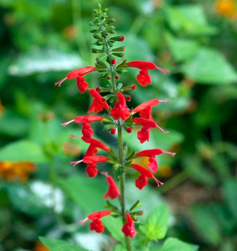 Sage - coccinea Scarlet | Metamorphic Farms