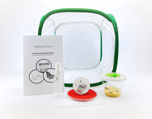 Small Butterfly Raising Kit- 4 Caterpillars | Metamorphic Farms