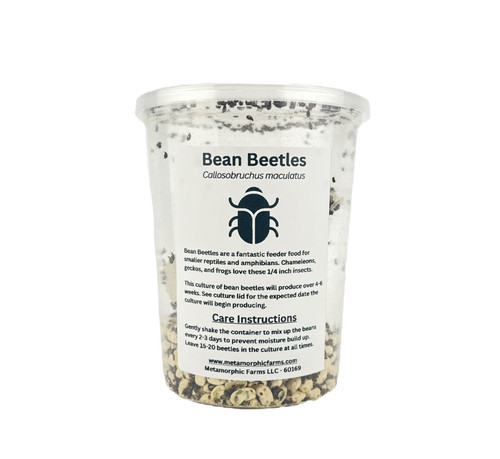 Bean Beetle Culture -Producing | Metamorphic Farms