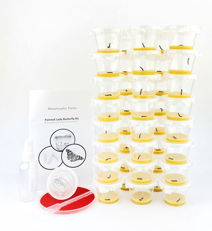 Butterfly Raising Kits | Metamorphic Farms